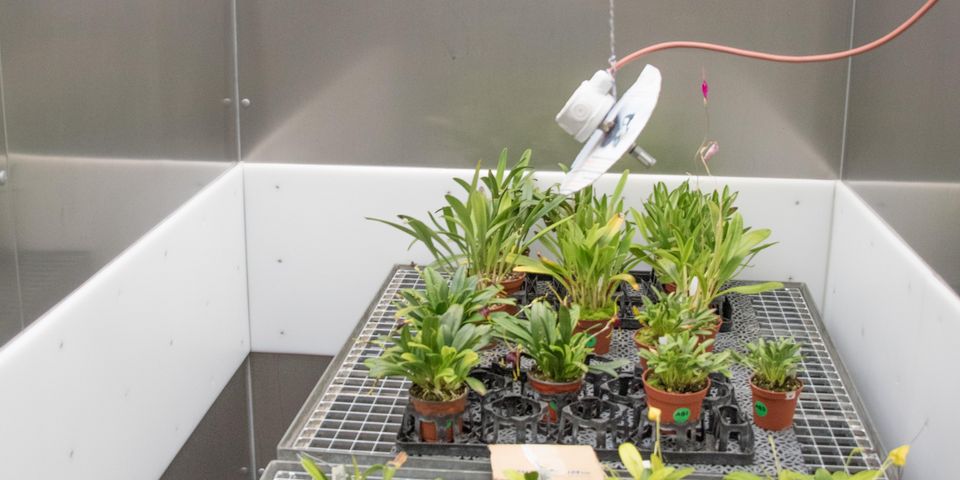 Phytotron Facility | Physiological Plant Ecology