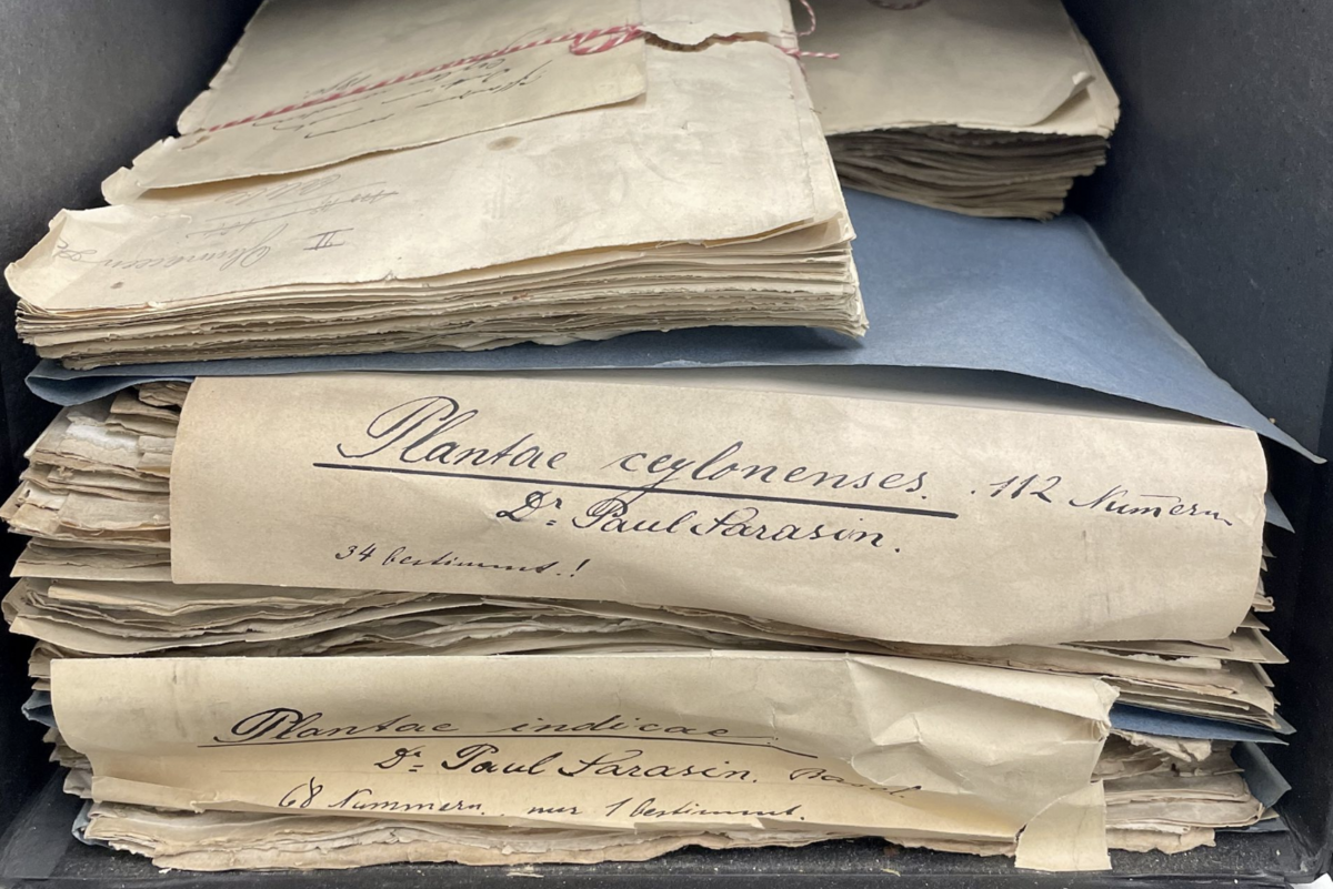 Rediscovered Sarasin Type specimens at the Herbaria Basel ...