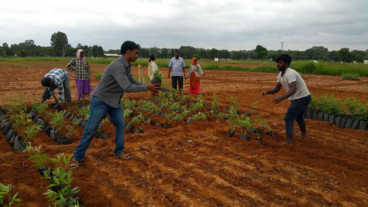 BIOFAM | Physiological Plant Ecology